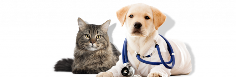 24/7 Veterinarian & Animal Hospital in Houston, TX | Sunset Animal Hospital