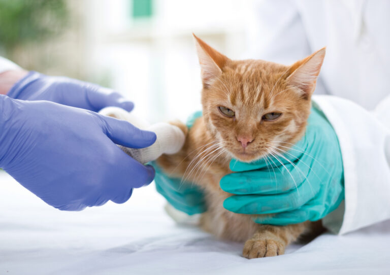 10 Signs of a Leg Sprain in Cats | Sunset Animal Hospital